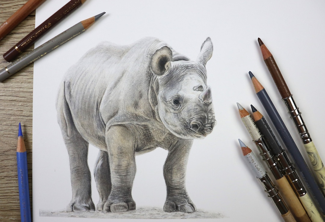 Rhino Original Colour Pencil Illustration / Original Art / Rhino - Etsy