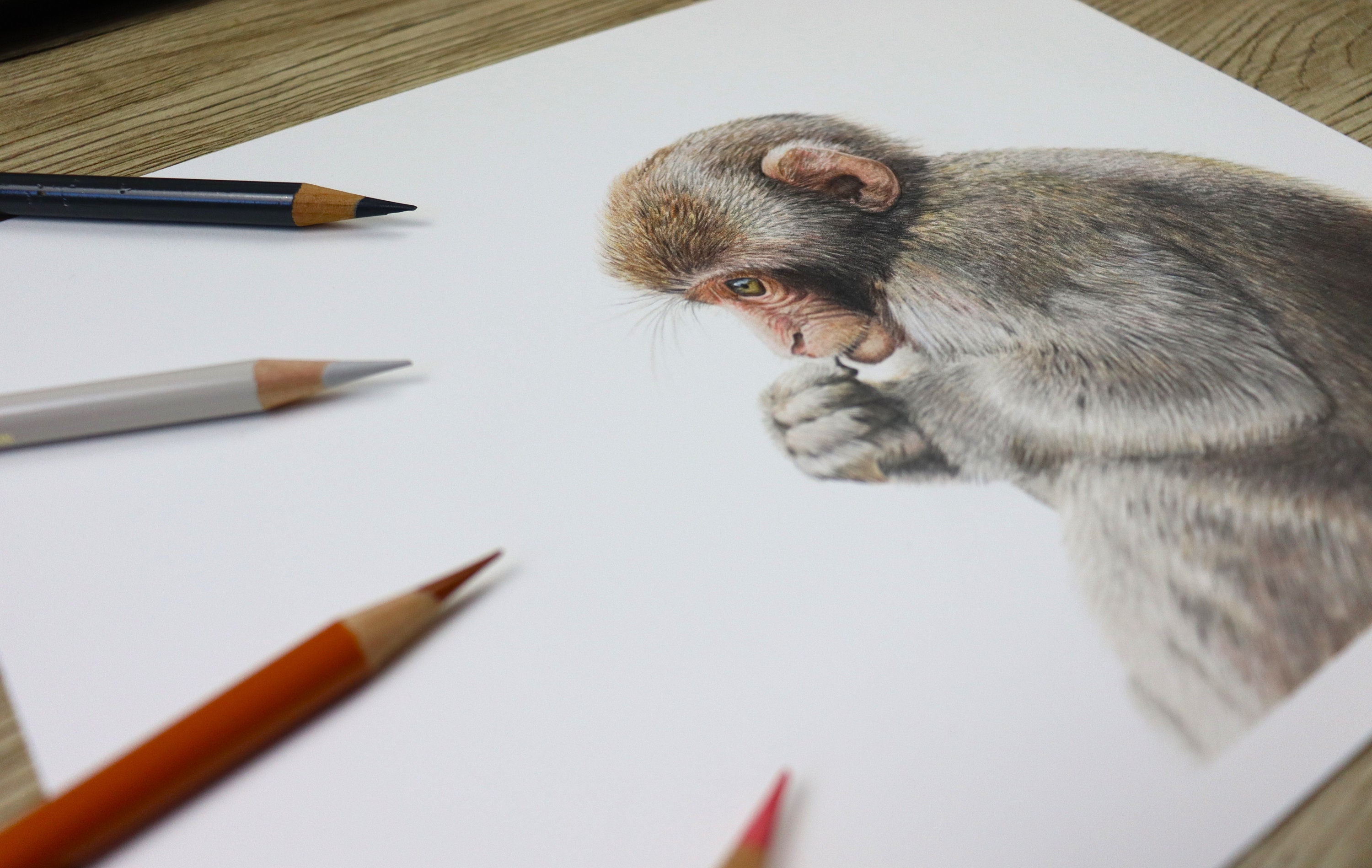 Monkey Original Colour Pencil Illustration / Macaque Monkey - Etsy