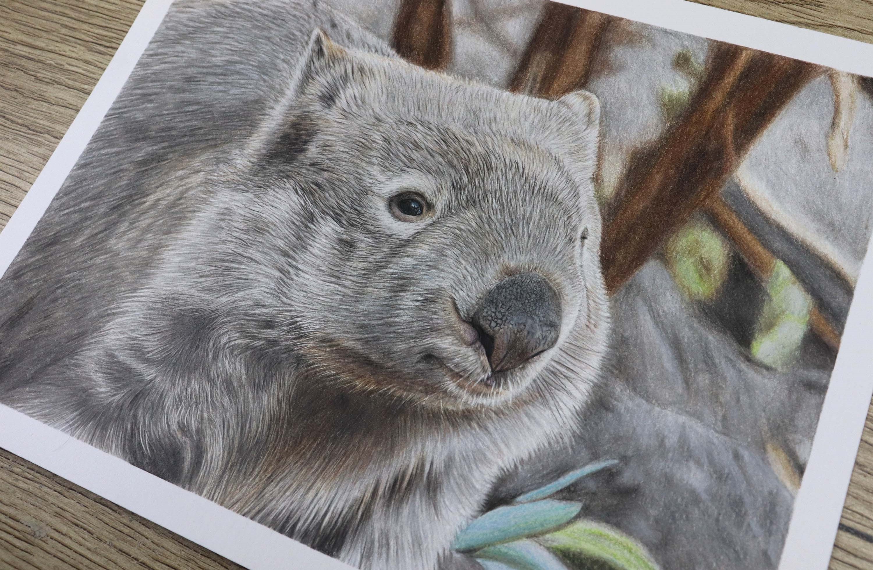 Wombat Original Colour Pencil Illustration - Etsy