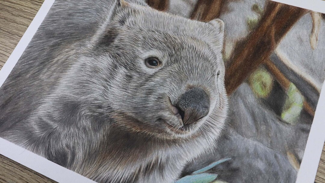 Wombat Original Colour Pencil Illustration - Etsy