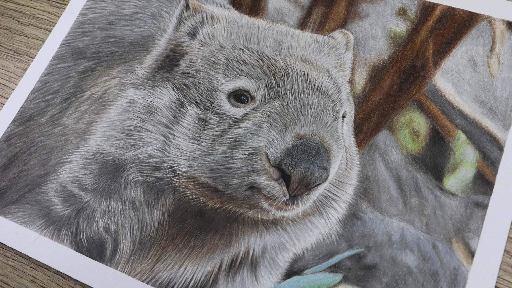 Wombat Original Colour Pencil Illustration - Etsy