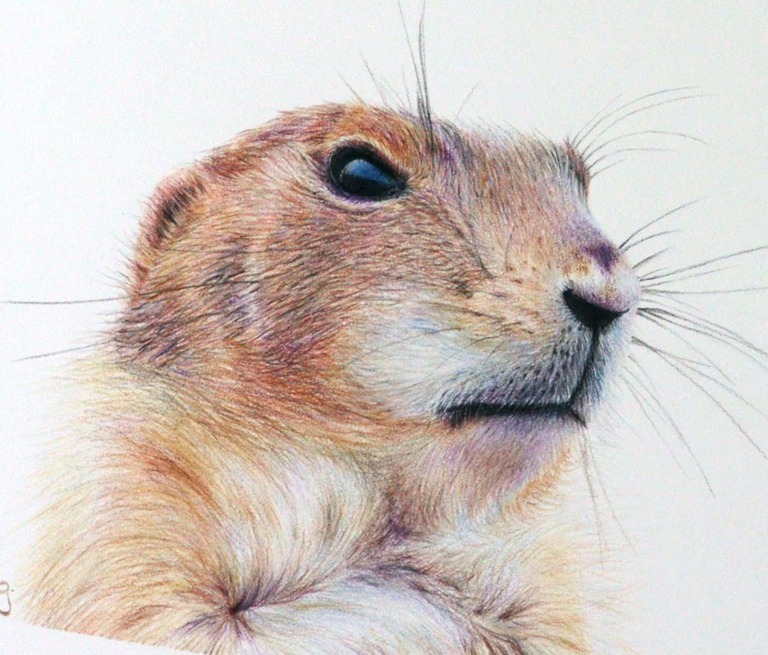 Prairie Dog Original Colour Pencil Illustration / Wildlife Art - Etsy