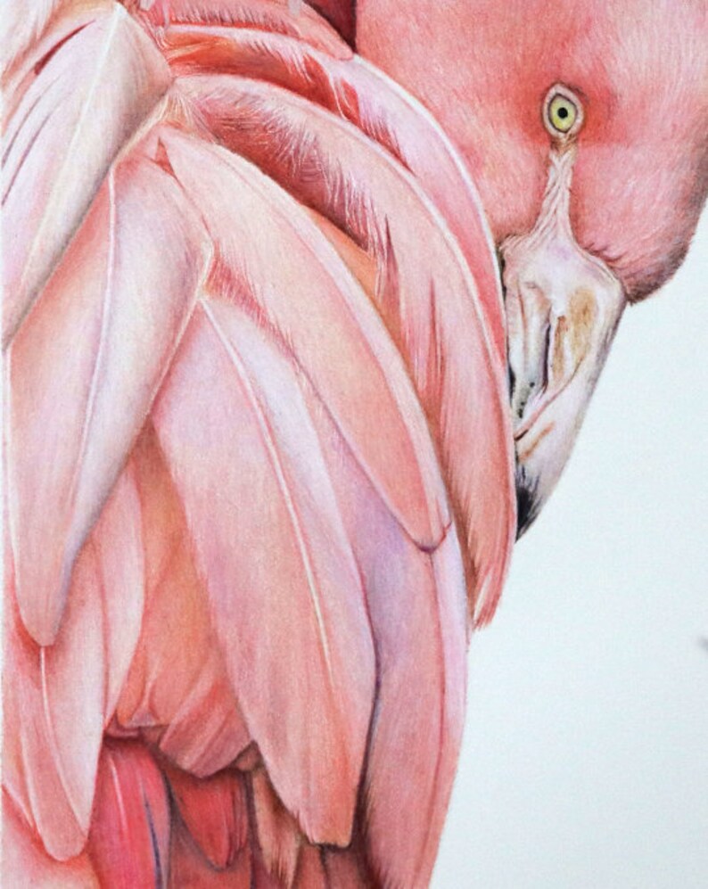 Flamingo Original Colour Pencil Illustration / Flamingo / Wildlife Art ...