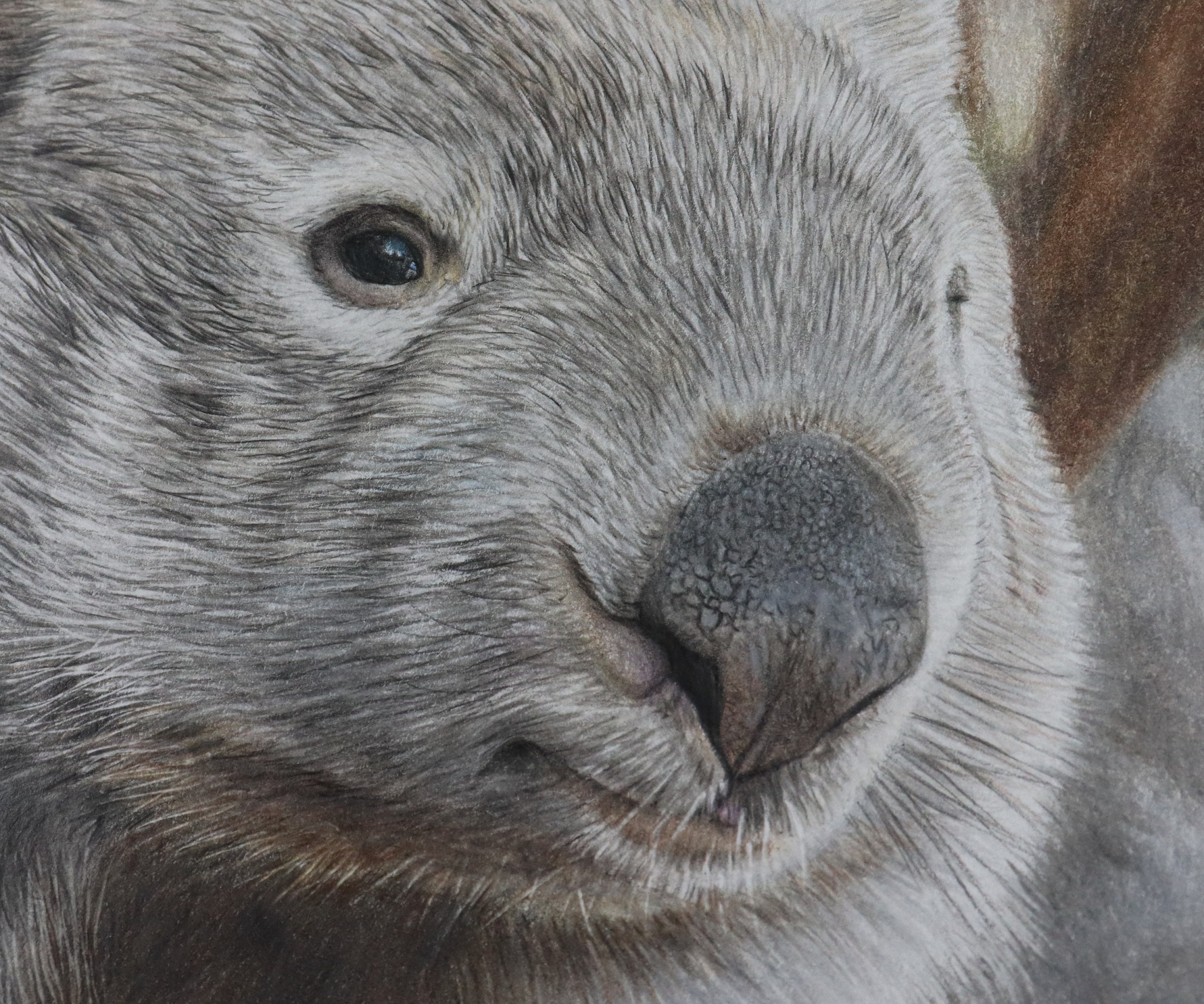 Wombat Original Colour Pencil Illustration - Etsy