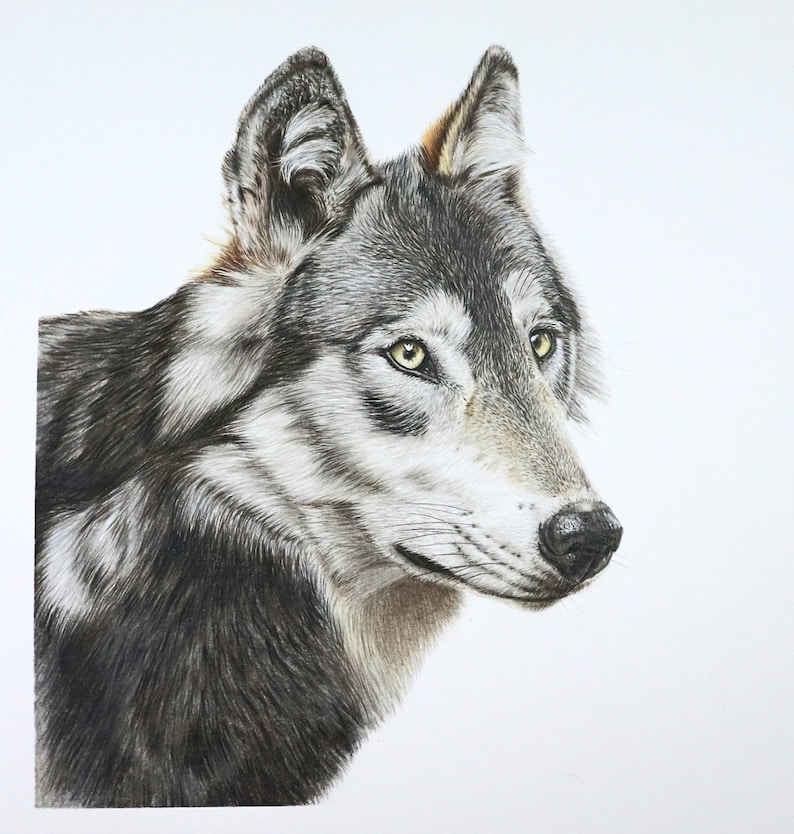 Wolf Colour Pencil Original Illustration - Etsy