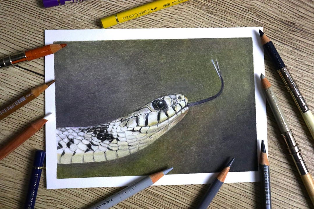Snake Original Colour Pencil Illustration - Etsy