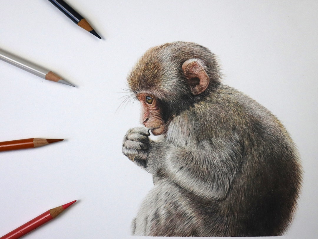 Monkey Original Colour Pencil Illustration / Macaque Monkey - Etsy