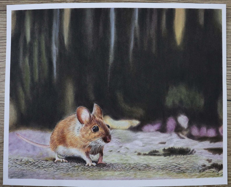 Mouse Original Colour Pencil Illustration / Wildlife Art - Etsy