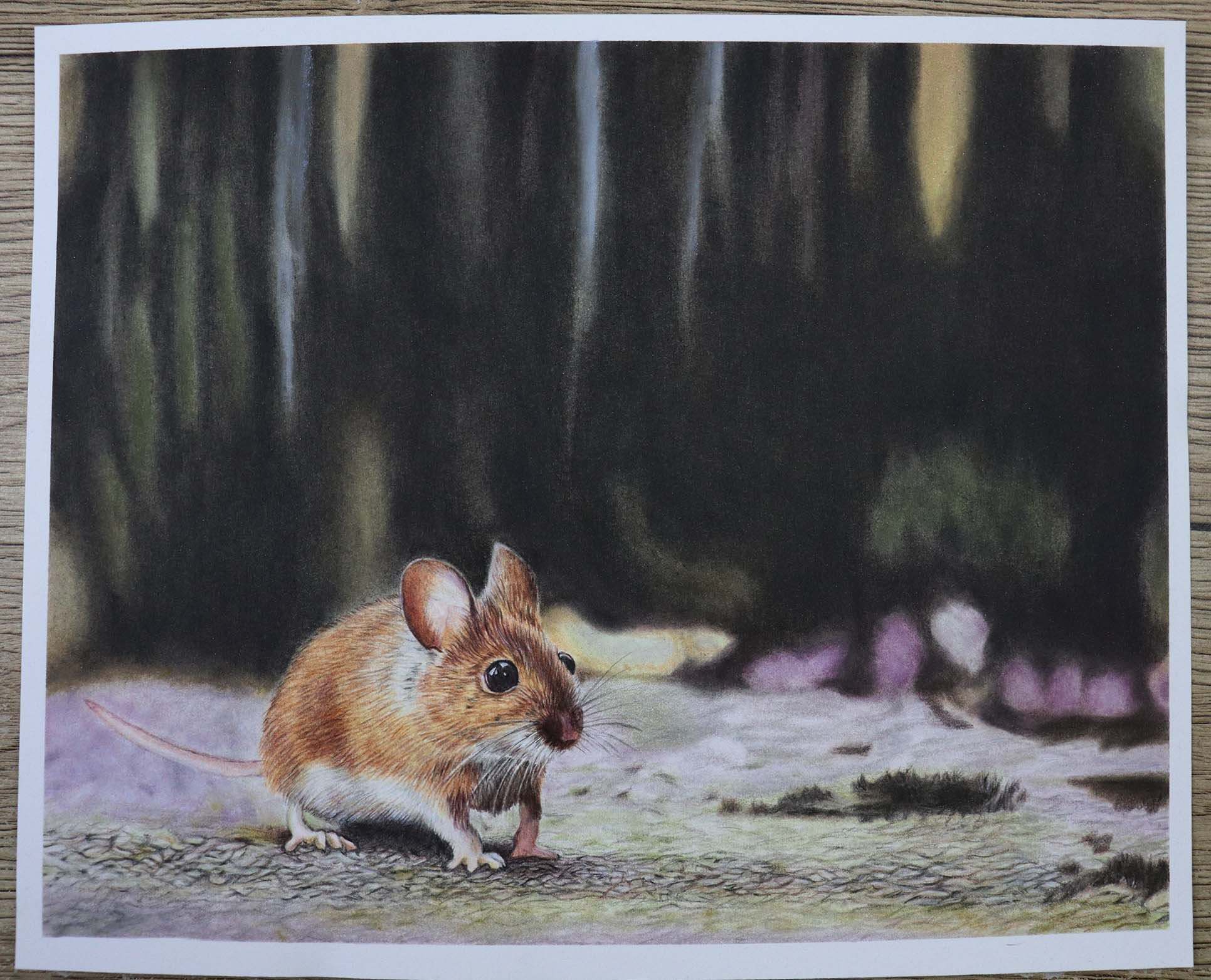 Mouse Original Colour Pencil Illustration / Wildlife Art - Etsy