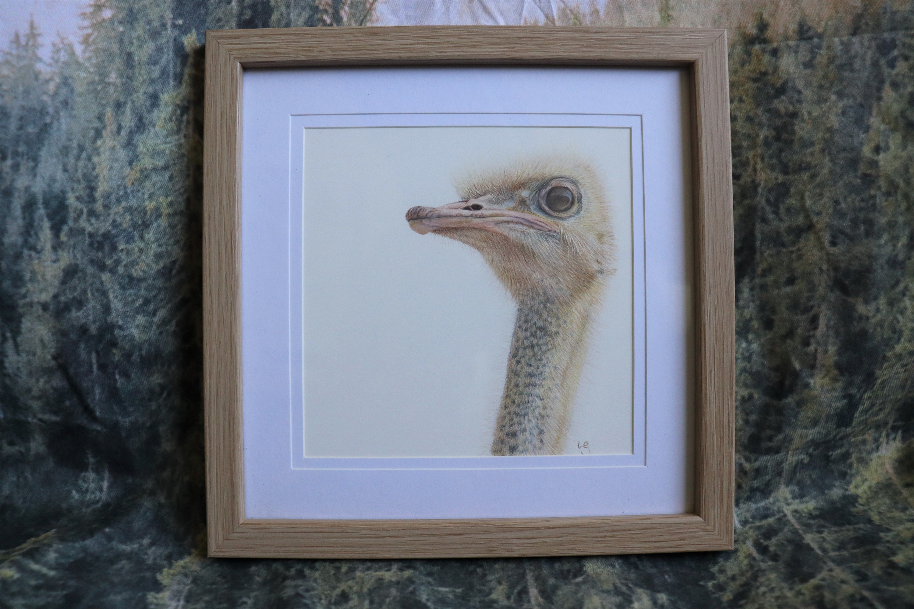 Ostrich Original Colour Pencil Illustration / Ostrich / Wildlife Art - Etsy
