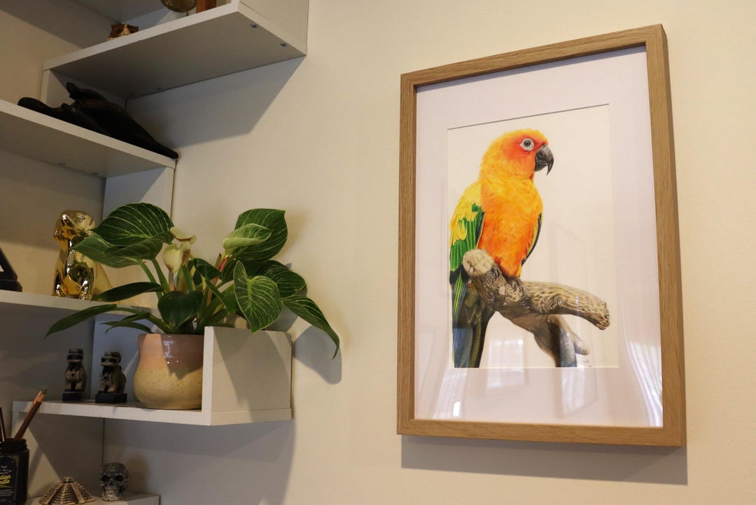 Framed Original Sun Conure Colour Pencil Drawing – A4 Parrot Artwork on ...