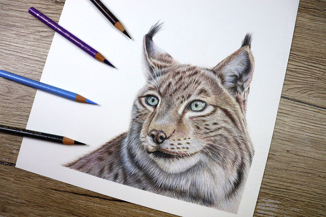 Lynx Original Colour Pencil Illustration / Wildlife Art - Etsy