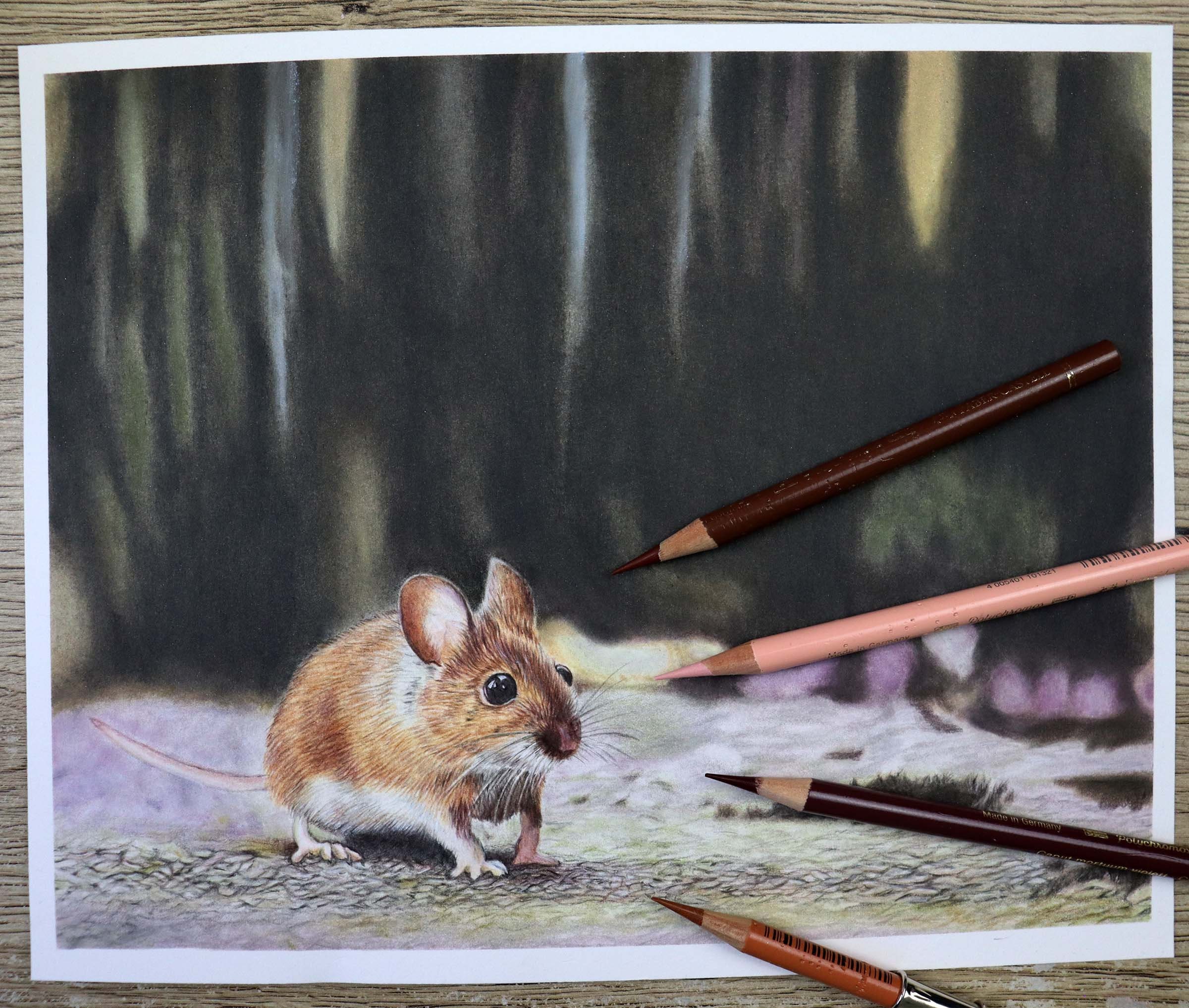 Mouse Original Colour Pencil Illustration / Wildlife Art - Etsy