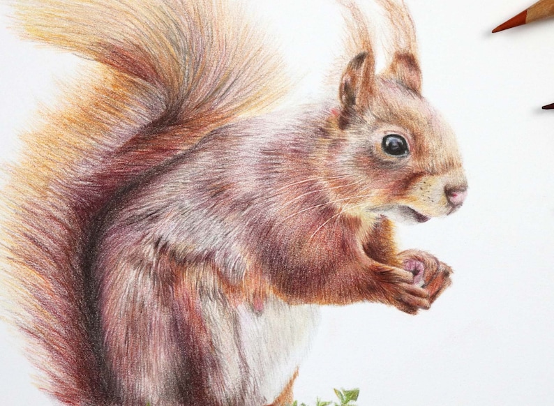 Red Squirrel Original Colour Pencil Illustration - Etsy