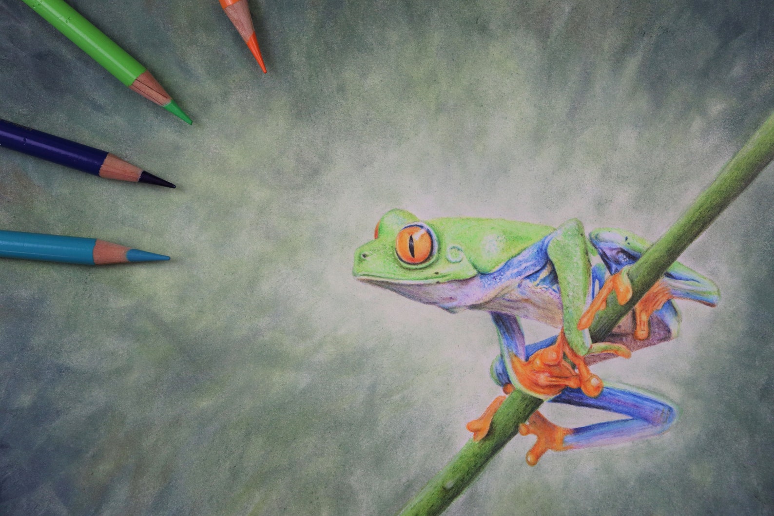 Frog Original Colour Pencil Illustration / Wildlife Art / Realism - Etsy