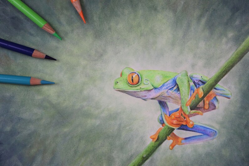 Frog Original Colour Pencil Illustration / Wildlife Art / Realism - Etsy