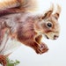 Red Squirrel Original Colour Pencil Illustration - Etsy