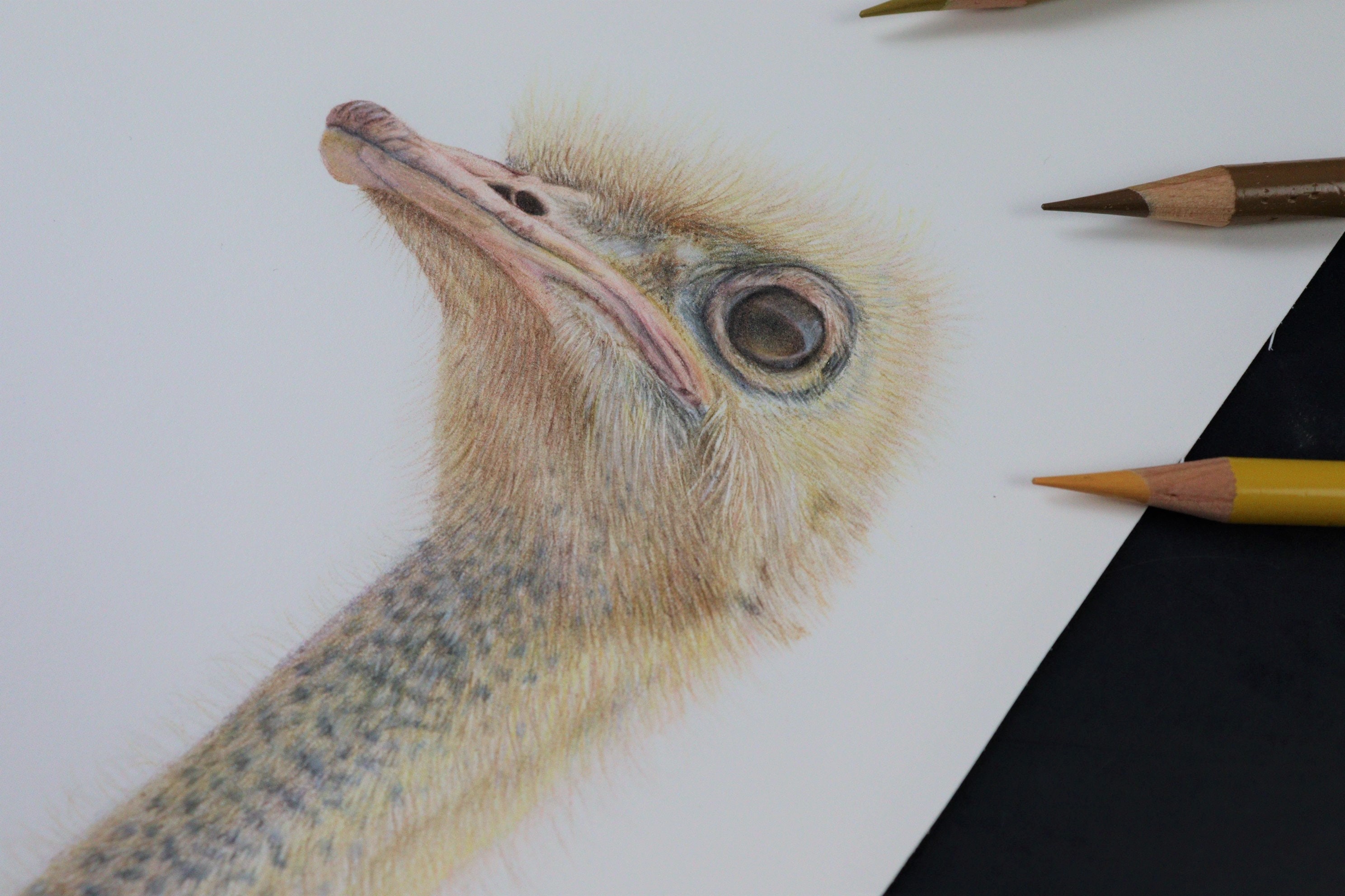 Ostrich Original Colour Pencil Illustration / Ostrich / Wildlife Art - Etsy