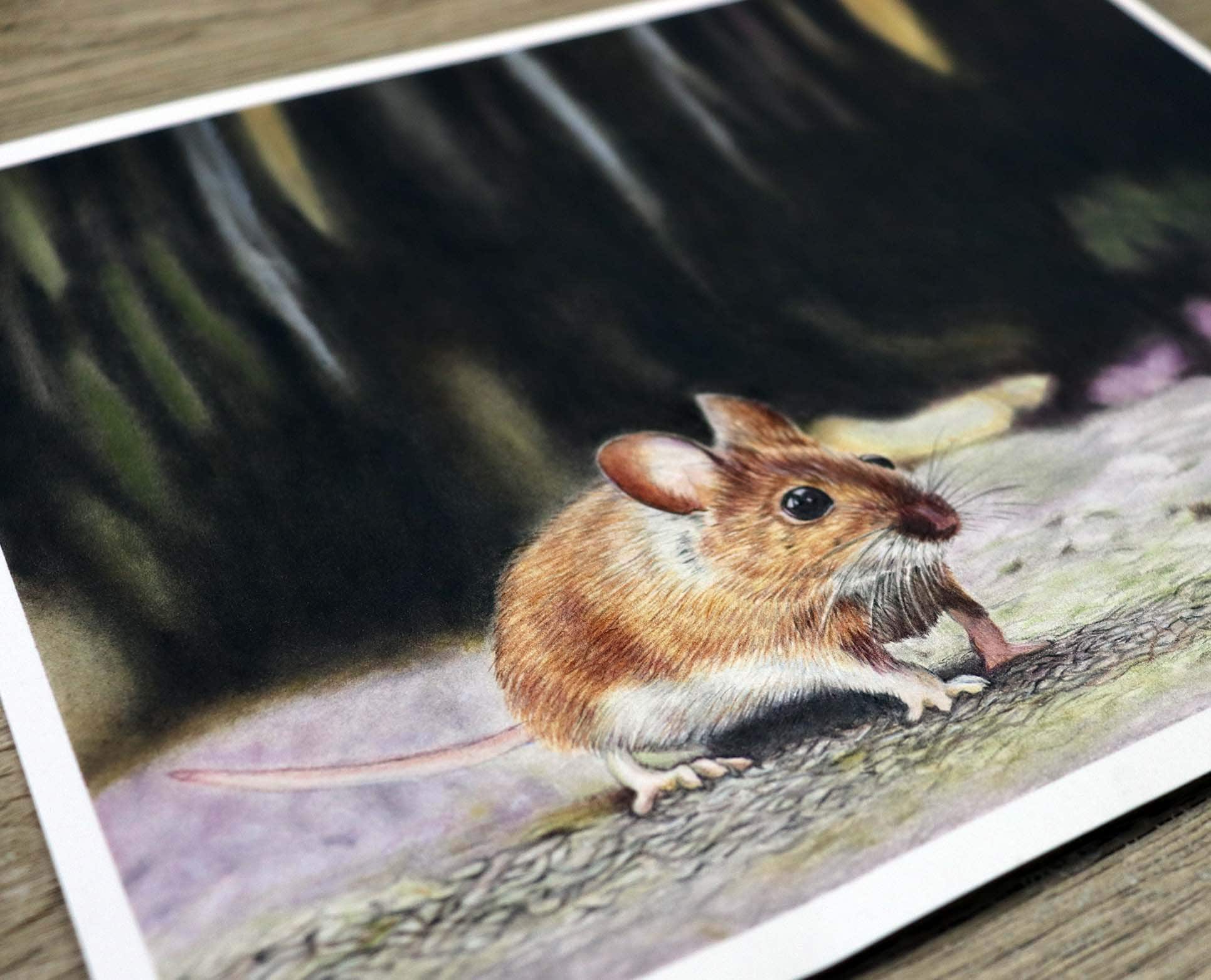 Mouse Original Colour Pencil Illustration / Wildlife Art - Etsy