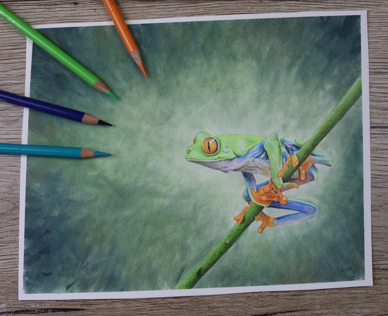 Frog Original Colour Pencil Illustration / Wildlife Art / Realism - Etsy