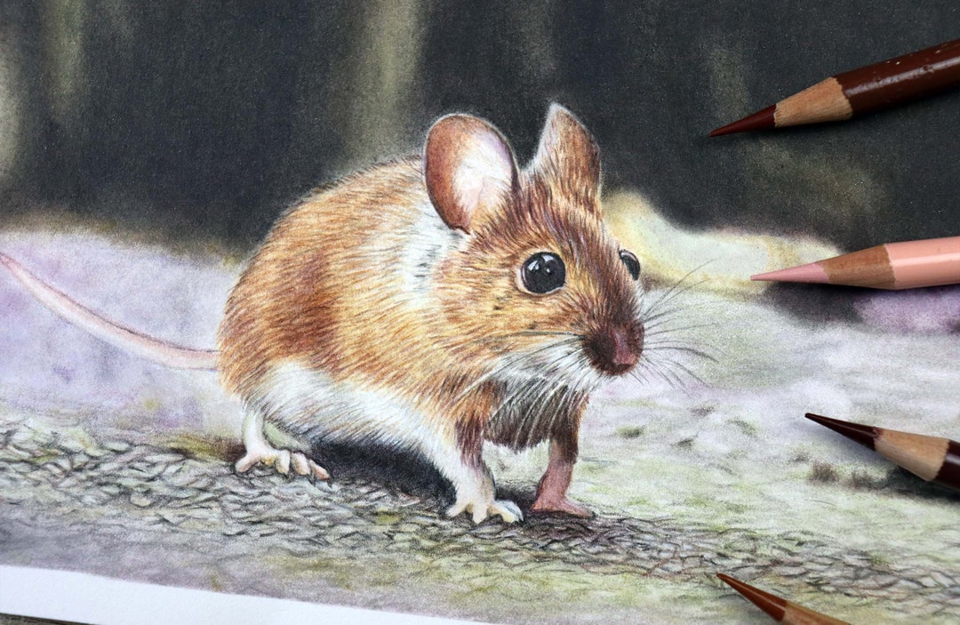 Mouse Original Colour Pencil Illustration / Wildlife Art - Etsy