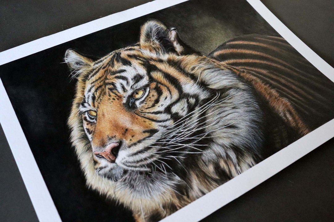 Tiger Original Colour Pencil Portrait - Etsy