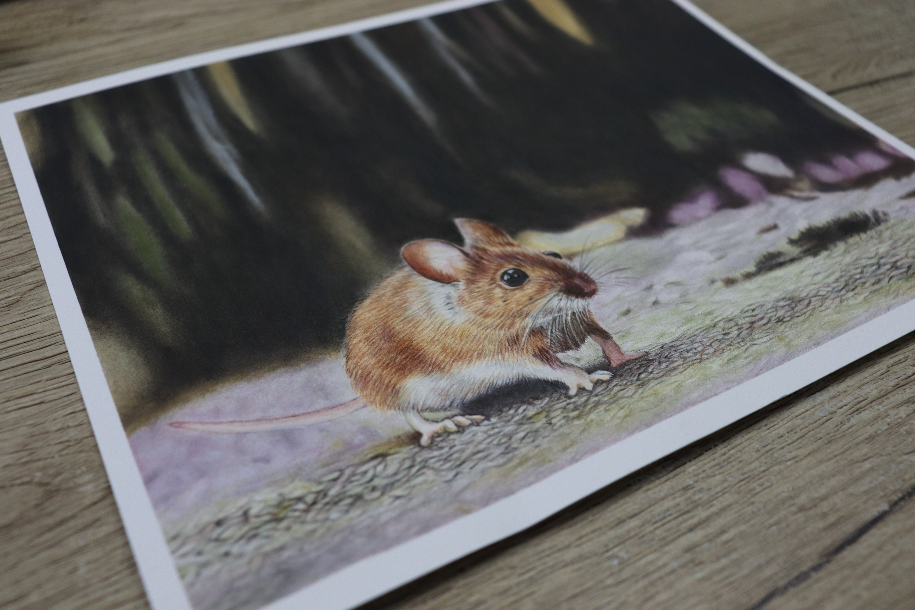 Mouse Original Colour Pencil Illustration / Wildlife Art - Etsy