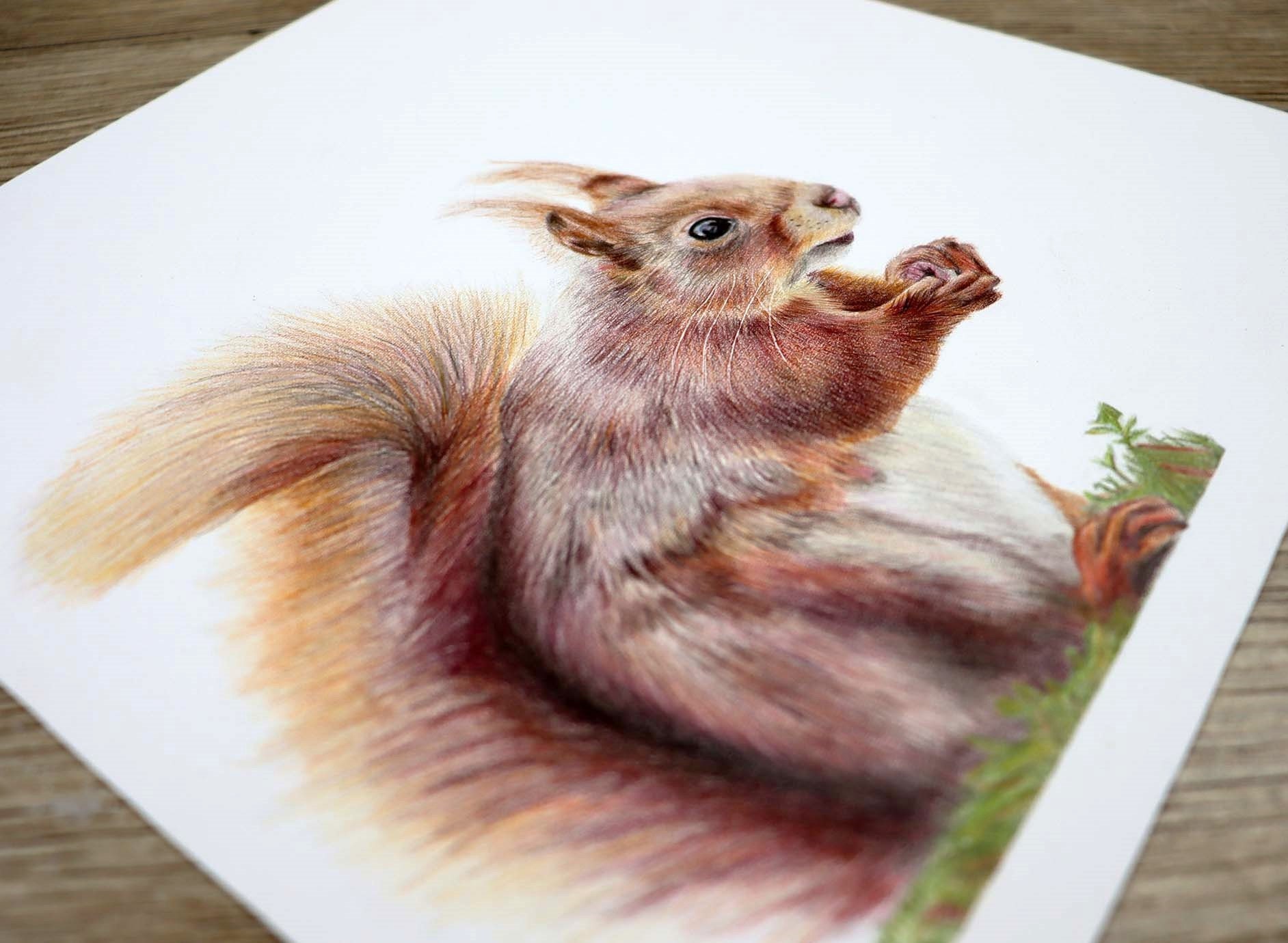 Red Squirrel Original Colour Pencil Illustration - Etsy