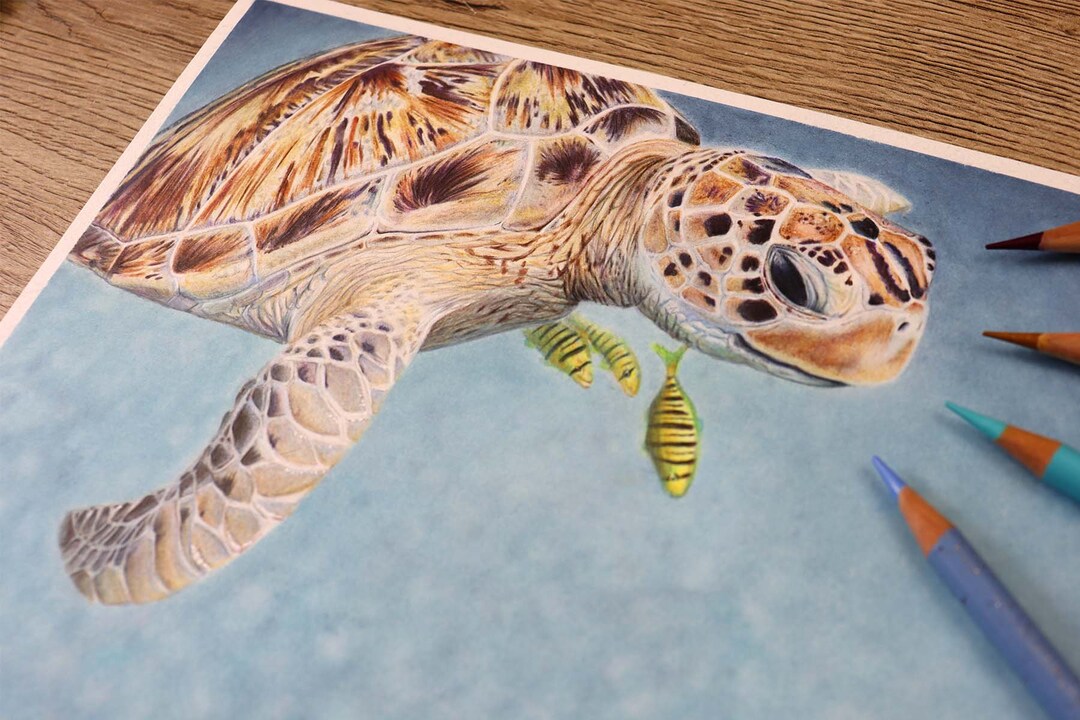 Turtle Original Colour Pencil Illustration / Sealife Art - Etsy