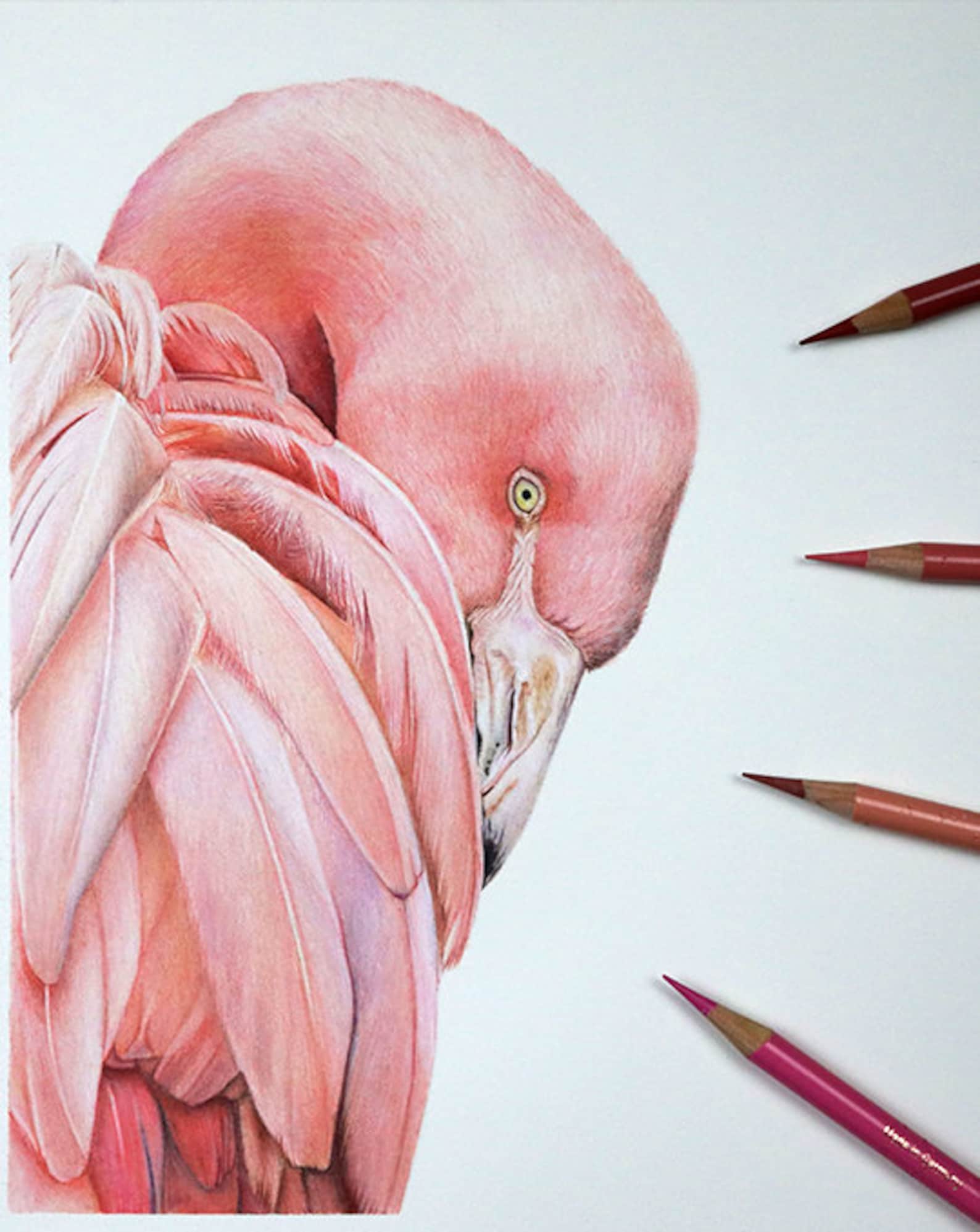 Flamingo Original Colour Pencil Illustration / Flamingo / Wildlife Art ...