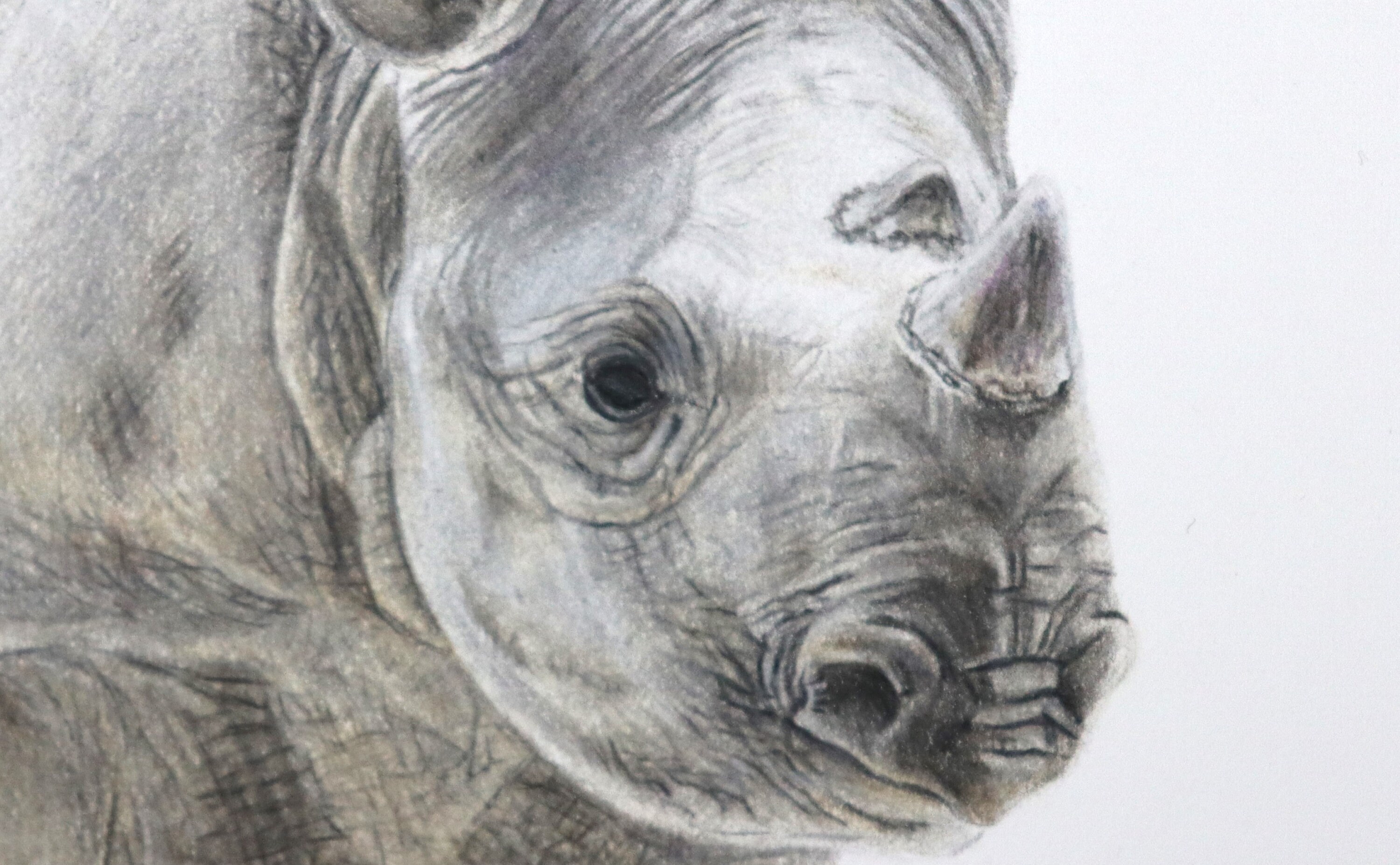 Rhino Original Colour Pencil Illustration / Original Art / Rhino - Etsy