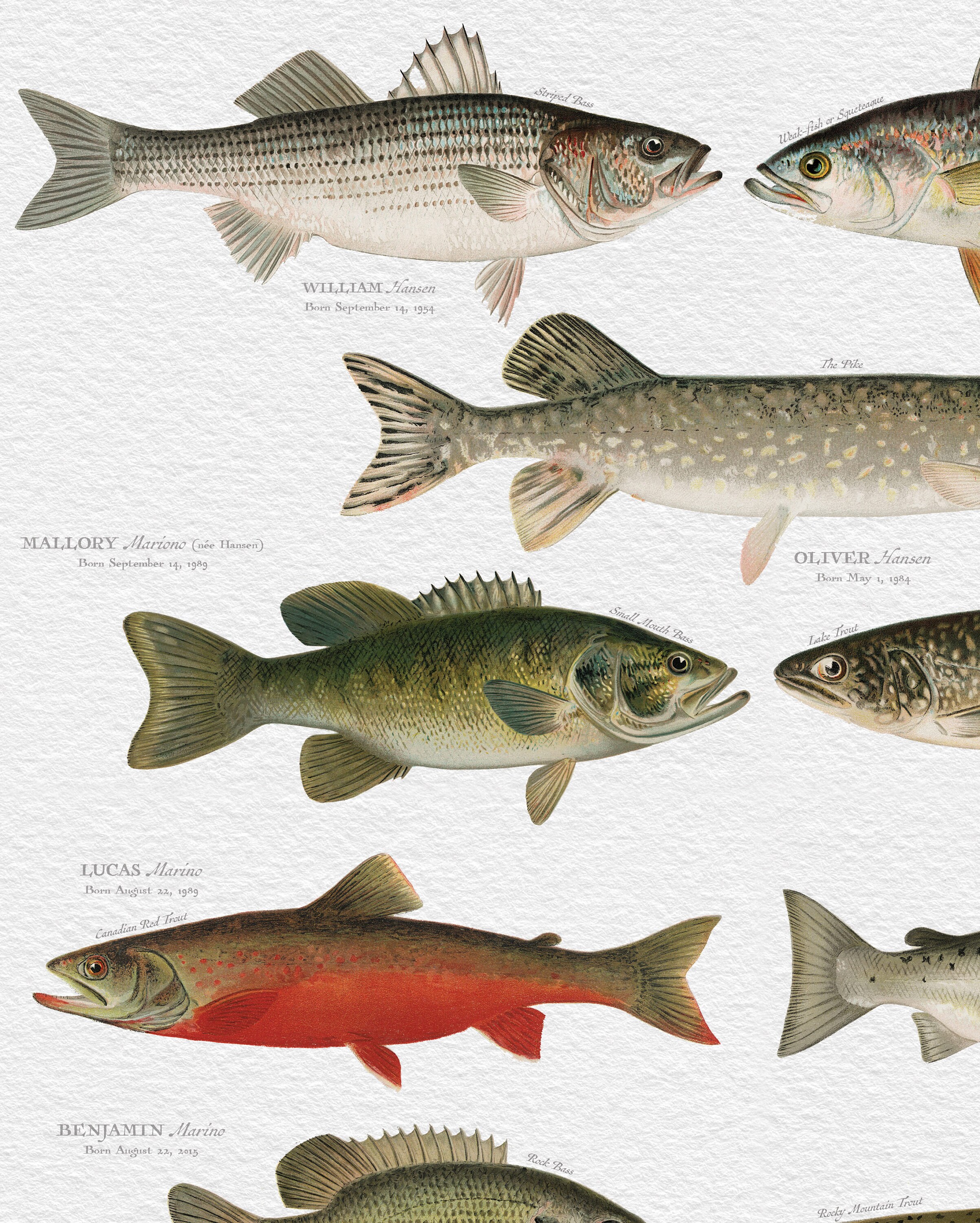 Fish Family Tree Created from North American Fish - Etsy.de