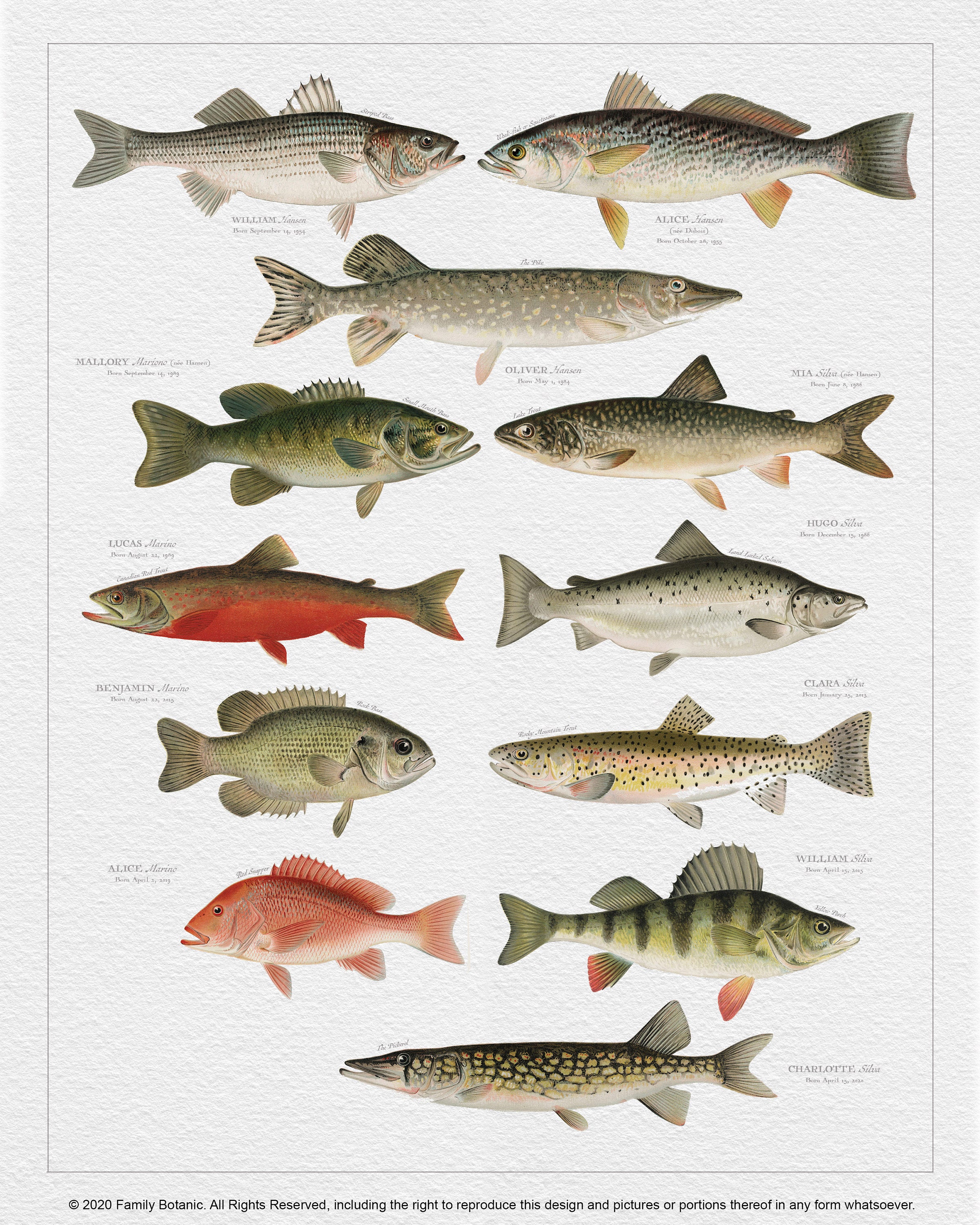 Fish Family Tree Created from North American Fish - Etsy.de