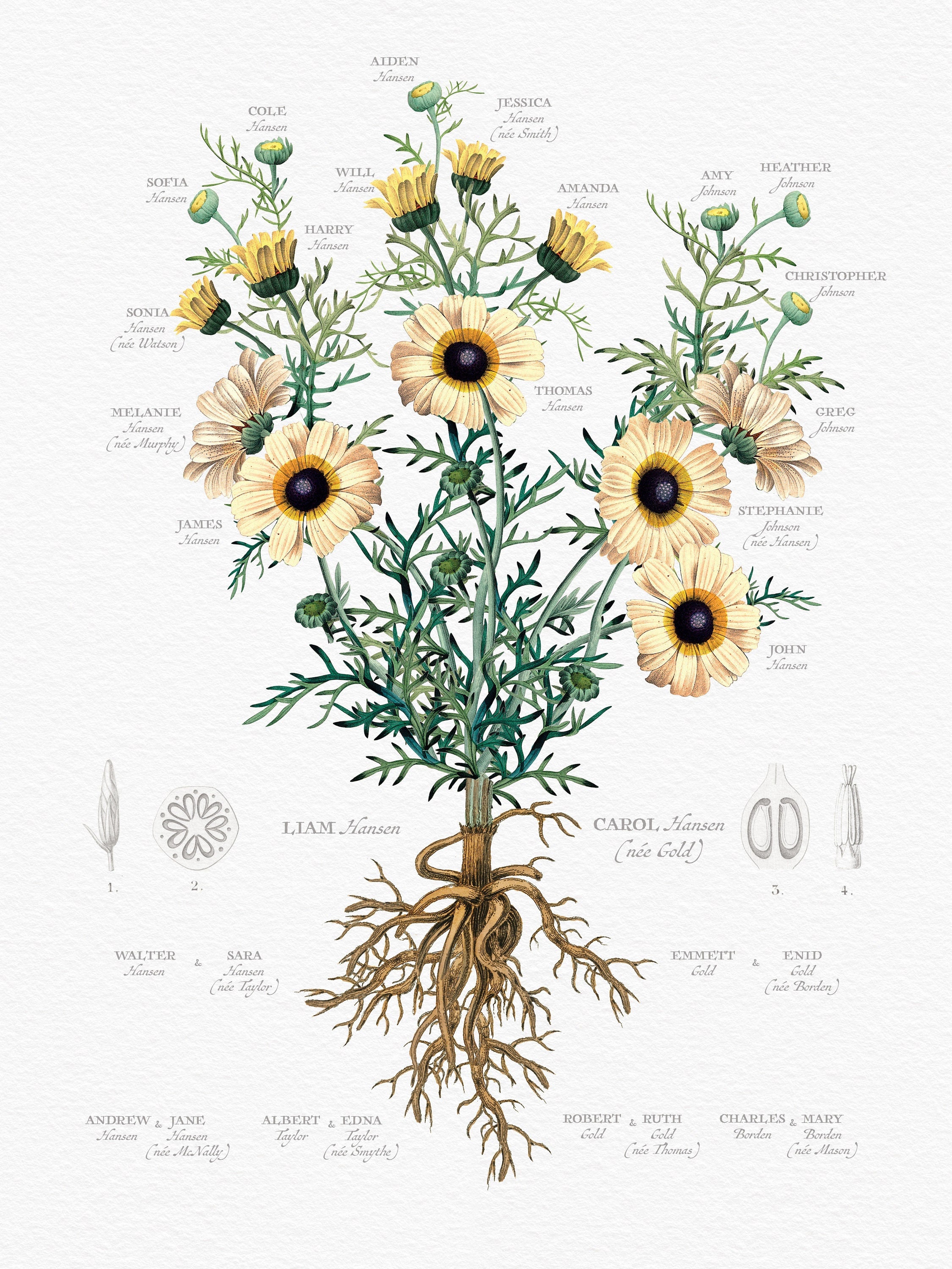 Botanical Family Tree: Custom Family Tree Design Made Using Historical ...