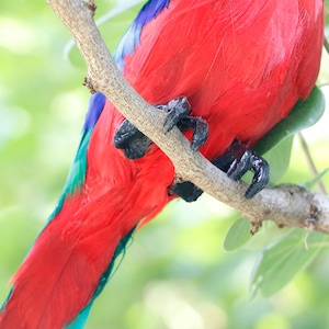 Artificial Birds Fake Birds Realistic Parrot Feathered Birds Parrot ...