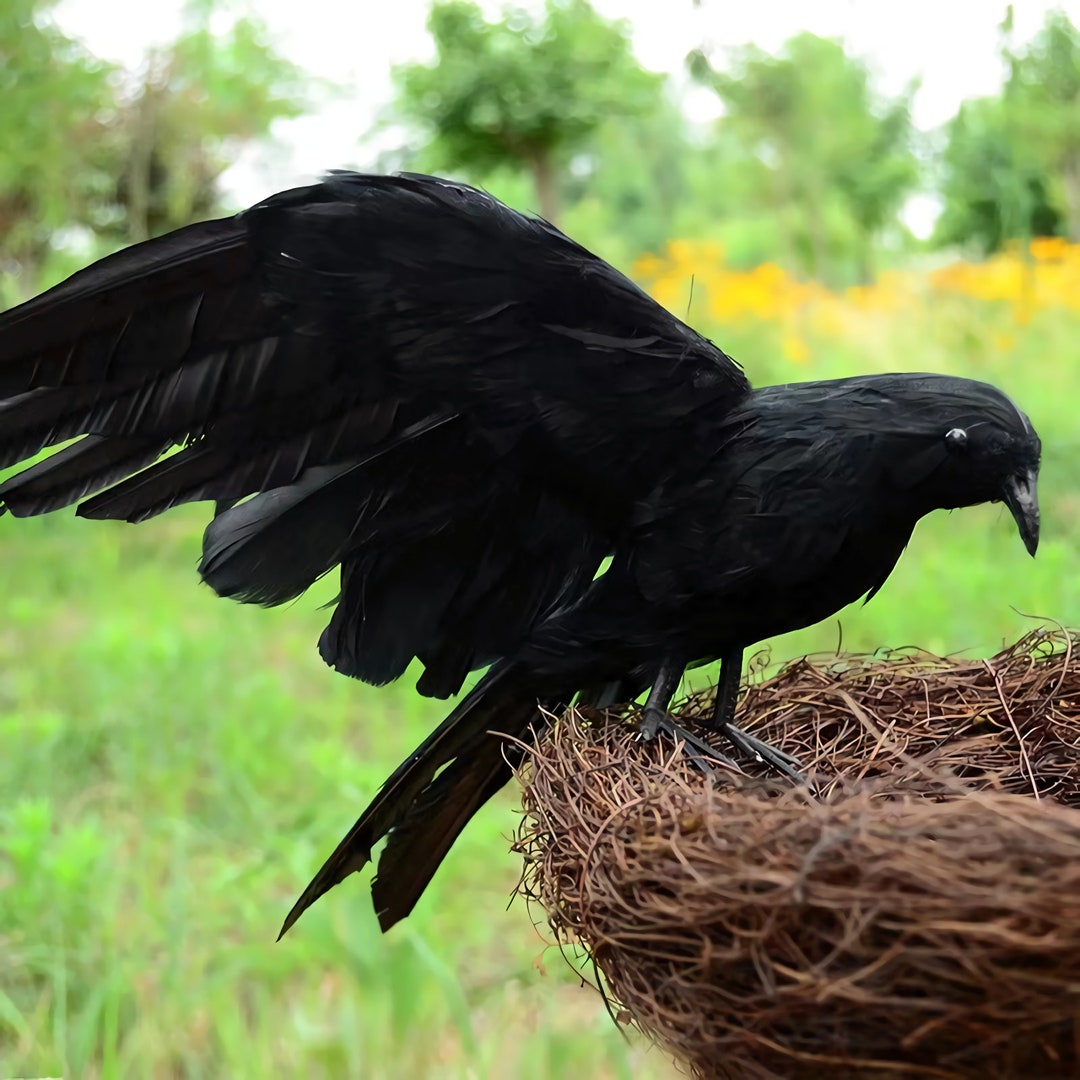 Realistic Black Feathered Crow Sculpture Figurine Statue Taxidermy ...