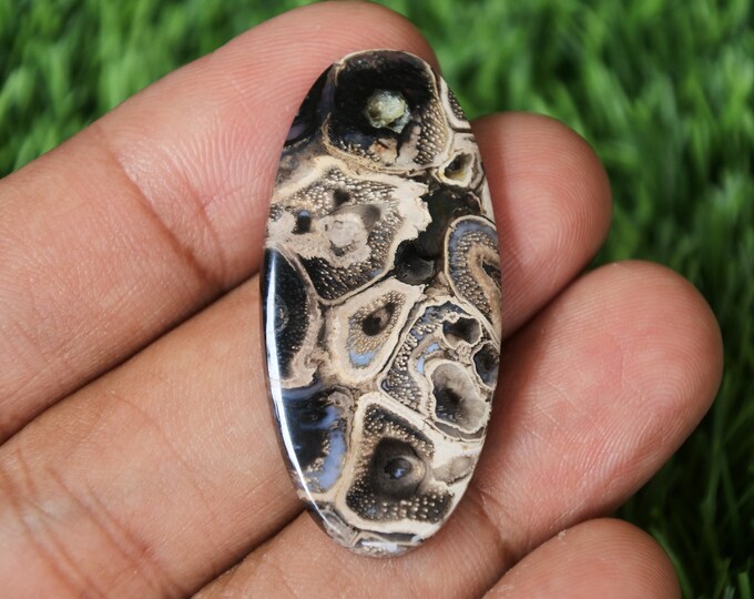 Fossilized Palm Tree - Etsy