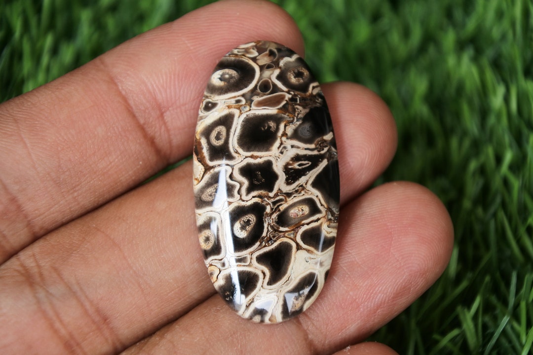 Fossilized Palm Tree - Etsy