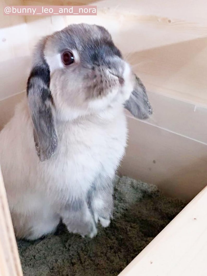 Rabbit Digging Box | Wooden Digging Box for Dwarf Rabbits From Germany ...