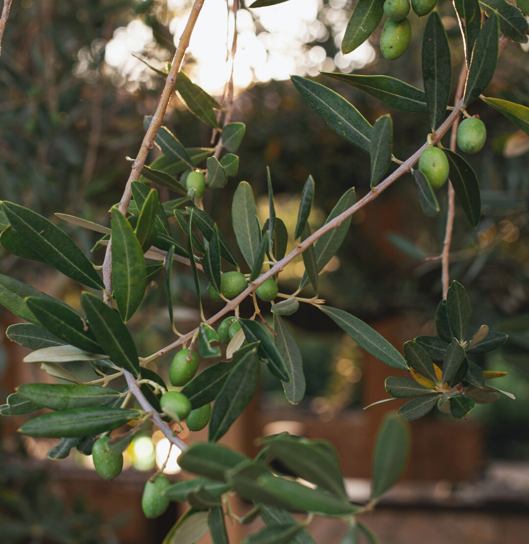 Larger Canino Olive Tree Live Plant 12+ Inches Tall Plug Free Shipping ...