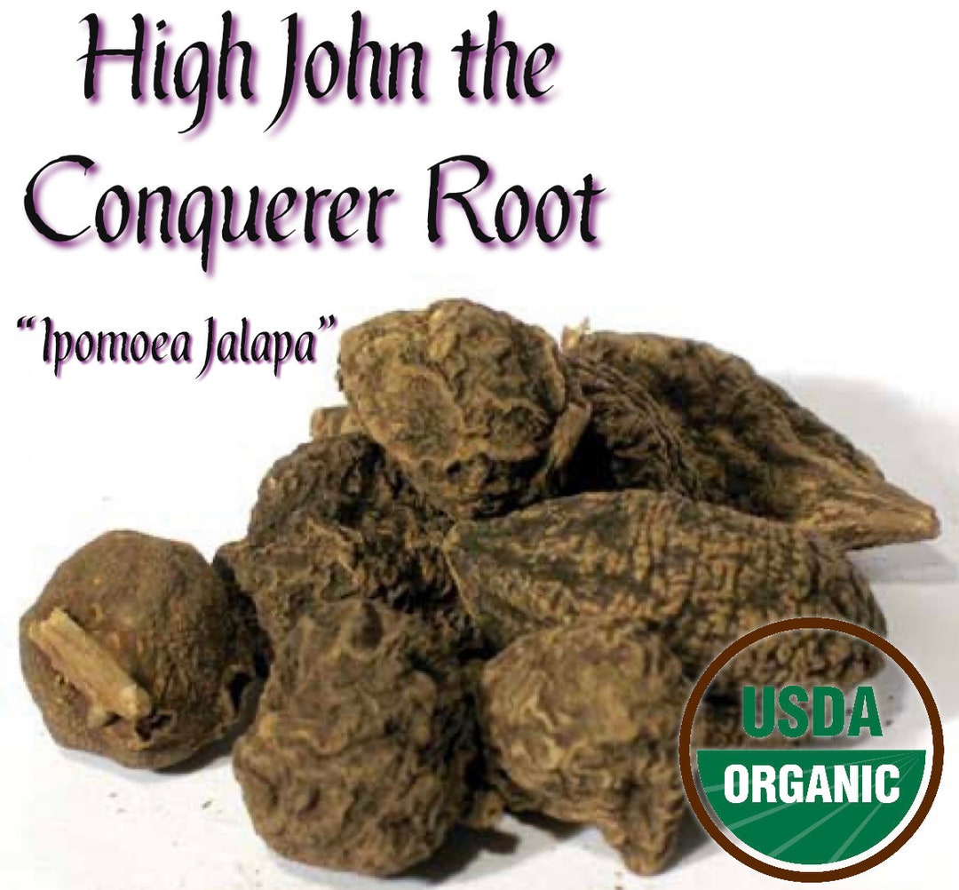 High John the Conqueror Root (whole) - Etsy