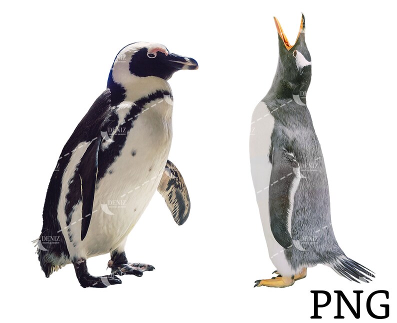 Penguin Clipart Set, PNG, Penguin Overlay, Sublimation Design, Penguin ...