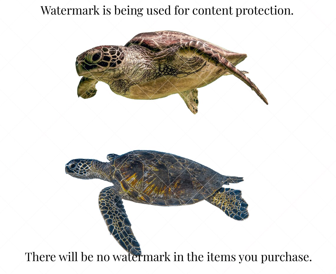 Sea Turtle Overlay, Turtle PNG Clipart, Transparent Background Turtle ...