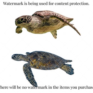 Sea Turtle Overlay, Turtle PNG Clipart, Transparent Background Turtle ...