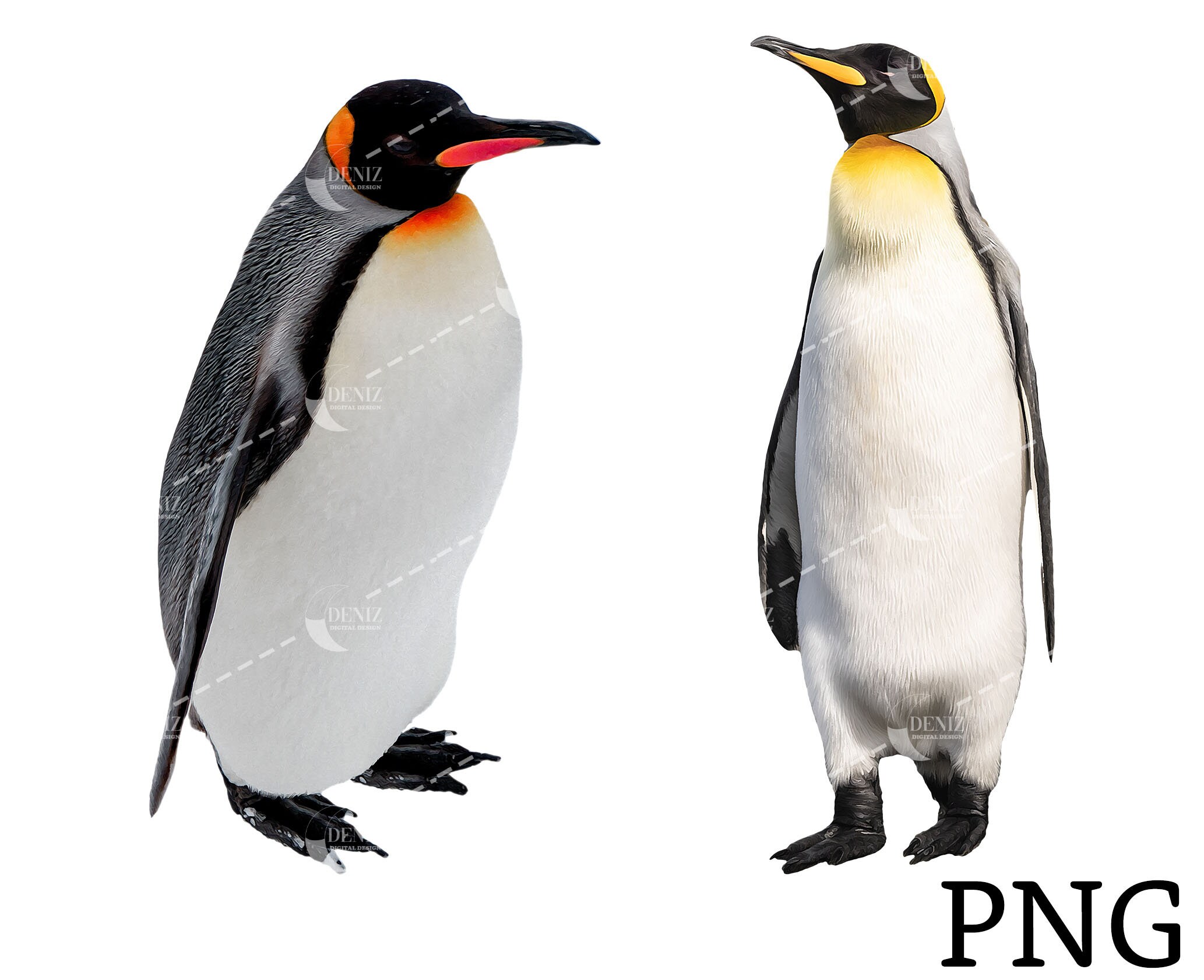 Penguin Clipart Set PNG Penguin Overlay Sublimation Design - Etsy