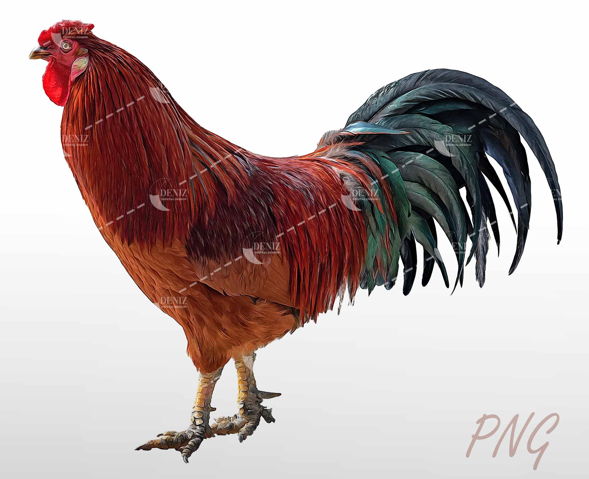 Chicken Family Clipart, Colorful Rooster, Hens and Chick PNG, Chicken ...
