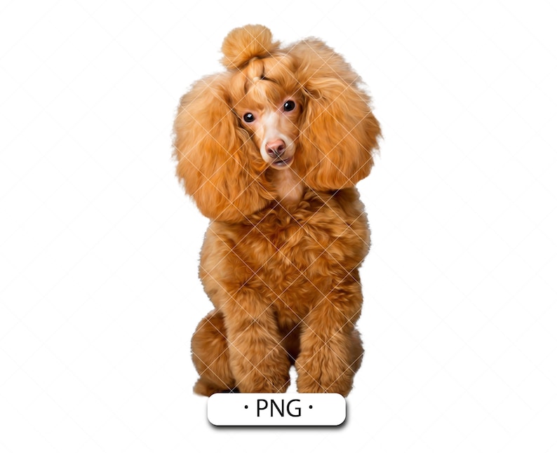 Pudel Clipart PNG Pudel Overlay Sublimation Design - Etsy Schweiz