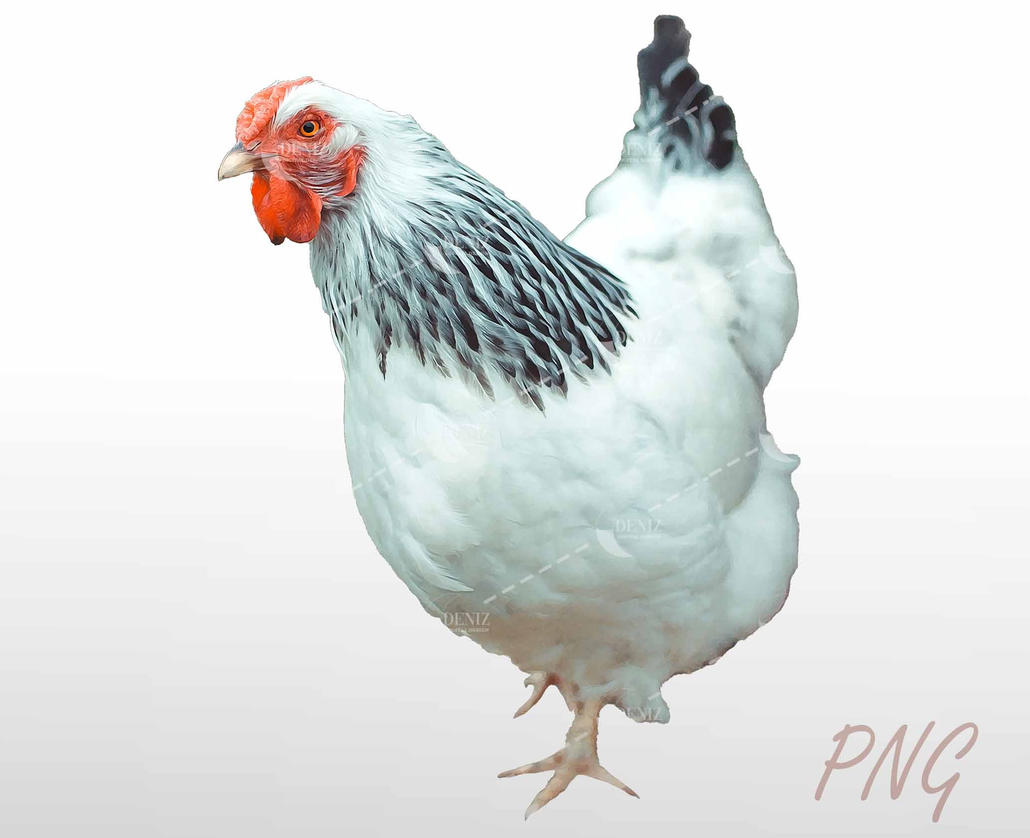 Chicken Family Clipart, Colorful Rooster, Hens and Chick PNG, Chicken ...