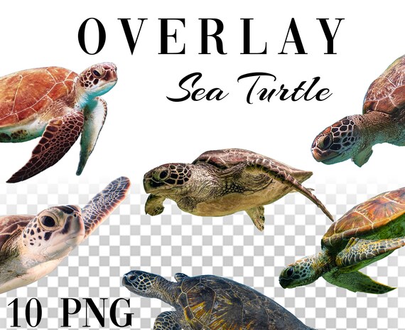 Sea Turtle Overlay Turtle PNG Clipart Transparent Background | Etsy