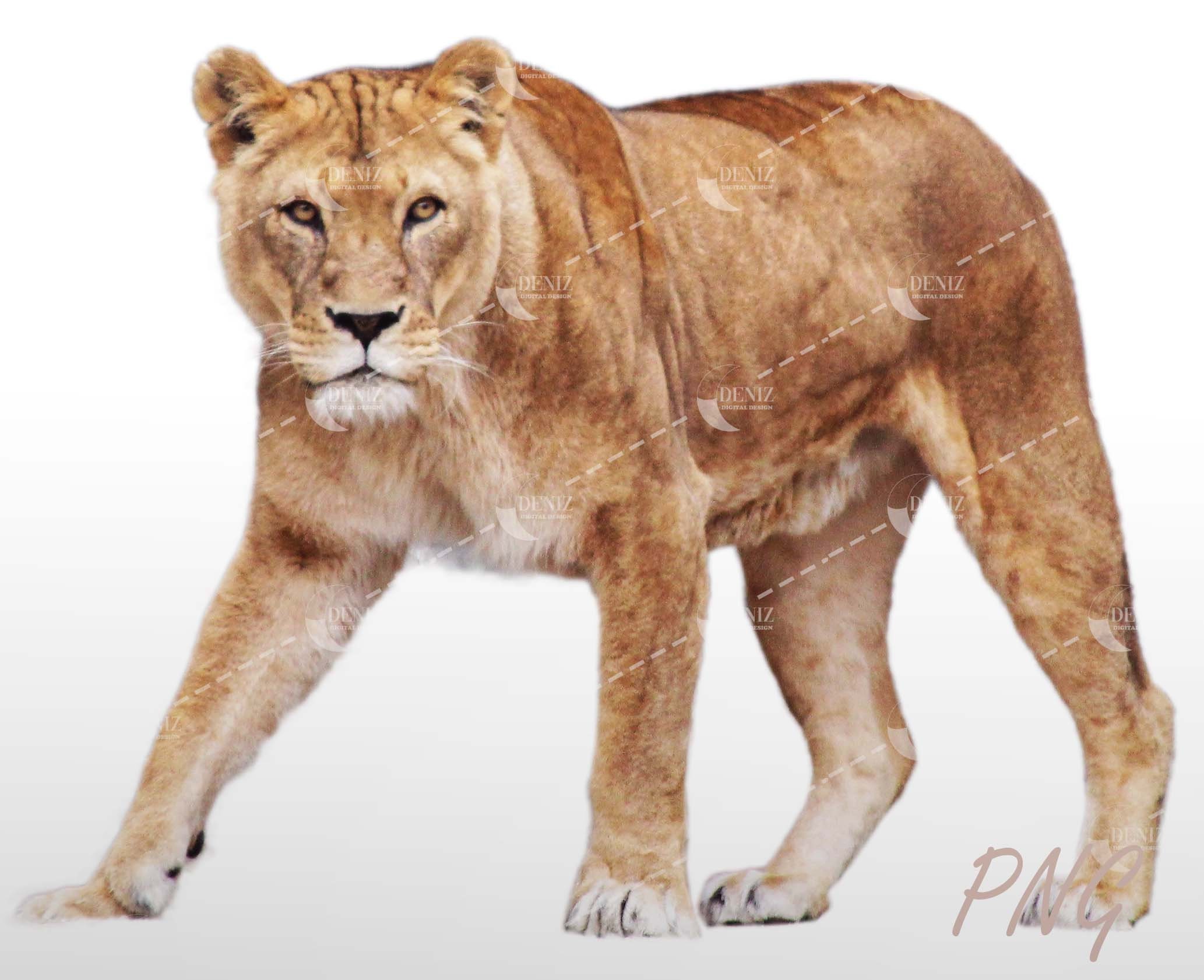 Lion Overlays, Lion Image PNG File Easily Downloadable, Lion Clipart ...